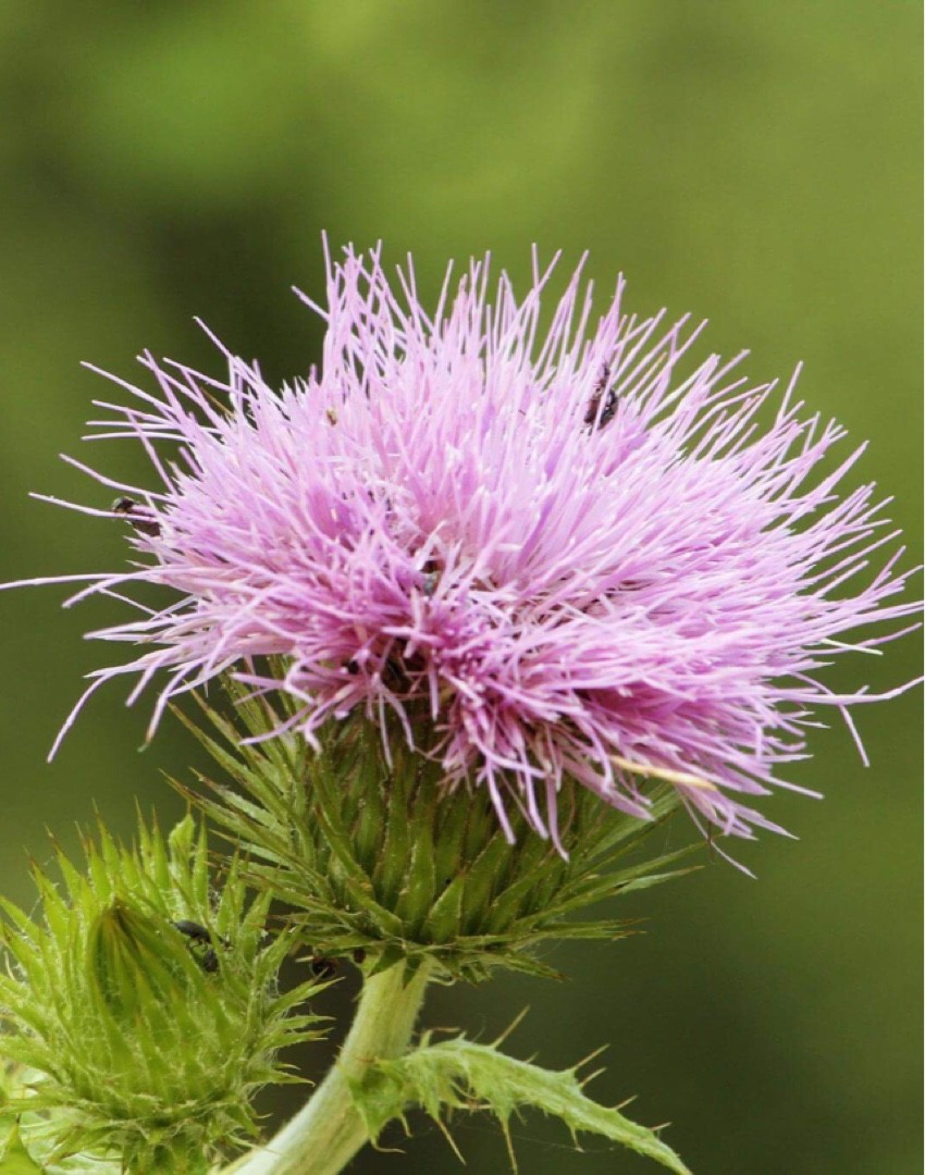 Cirsium discolor - PictureThis