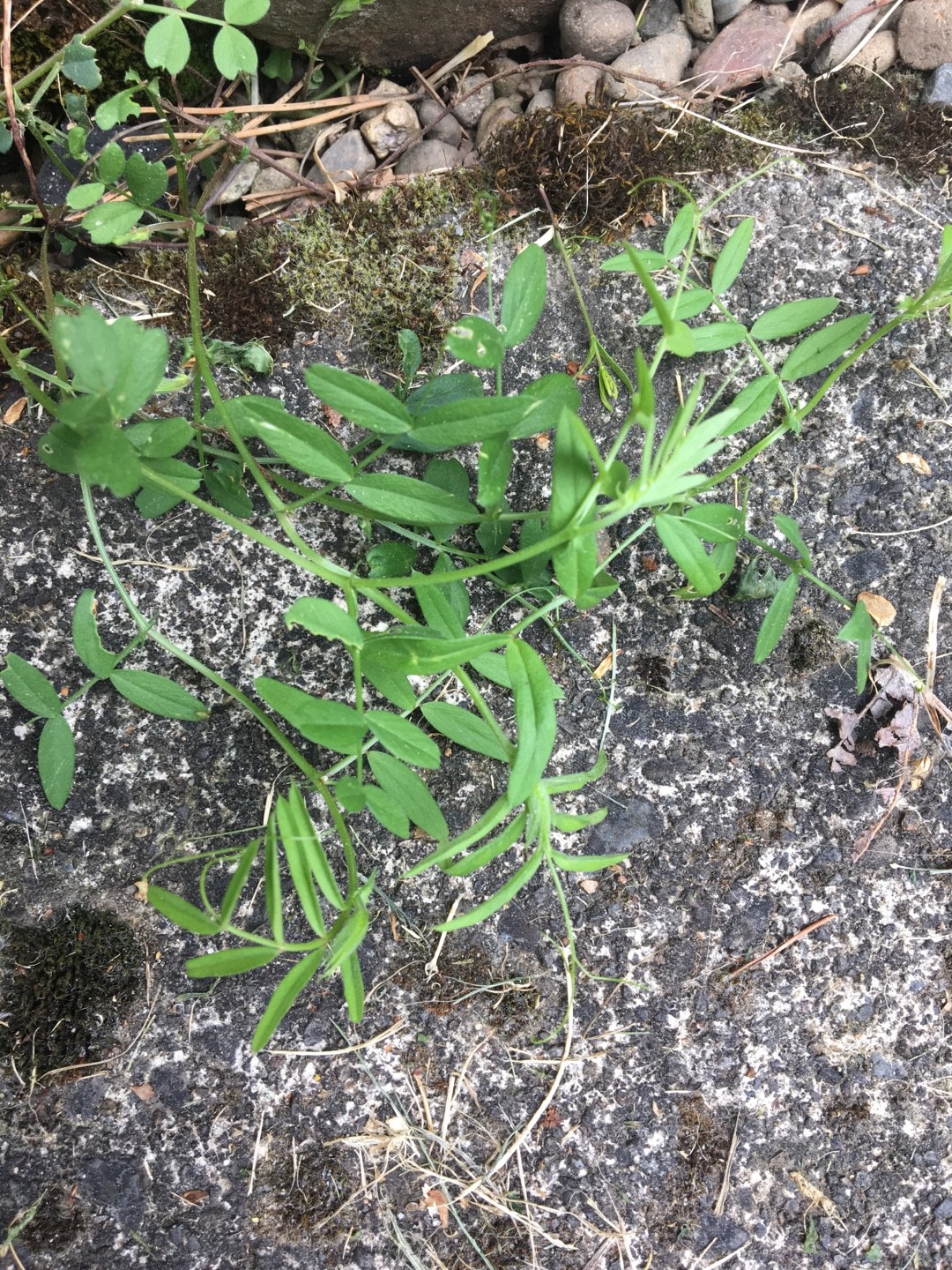 Bithynian vetch (Vicia bithynica) Flower, Leaf, Care, Uses - PictureThis