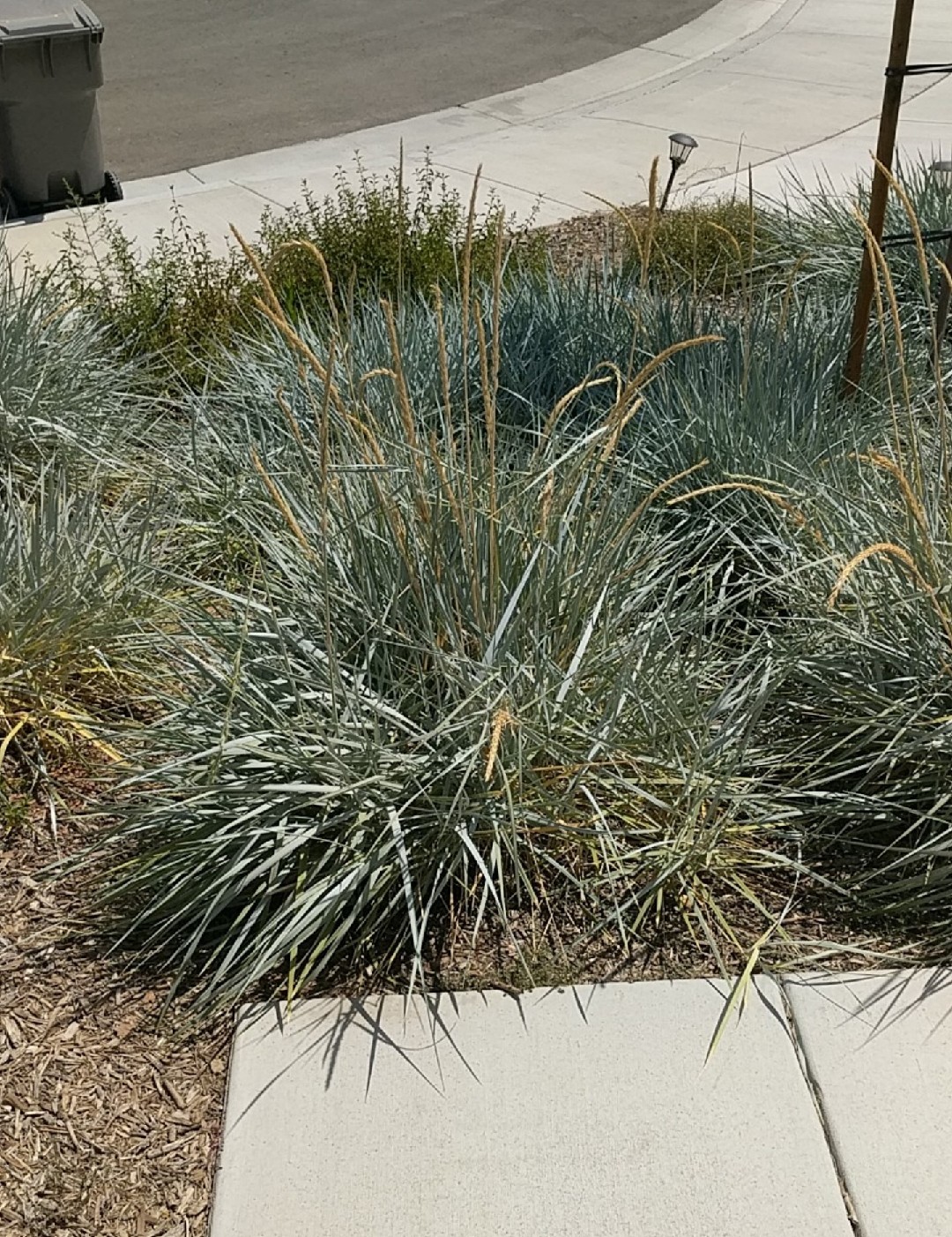 Lyme grass (Leymus arenarius) Flower, Leaf, Care, Uses - PictureThis