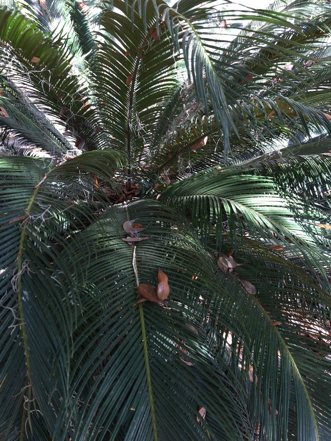 Macrozamia moorei 花言葉，毒性，よくある質問 - PictureThis