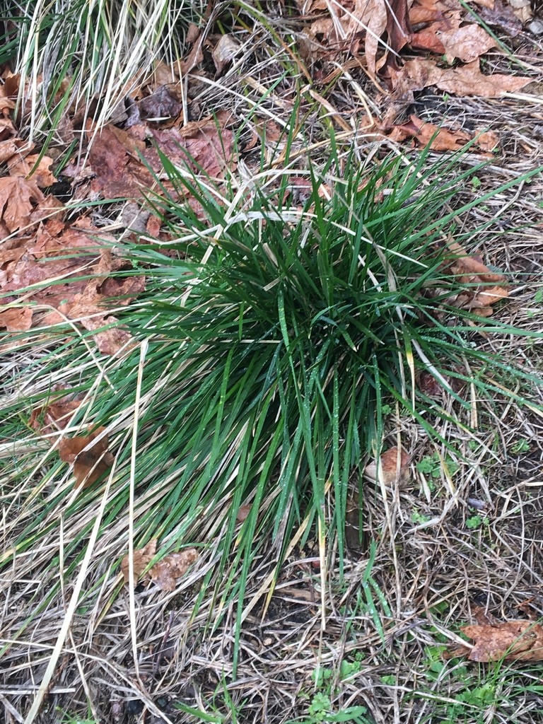 Poales - PictureThis