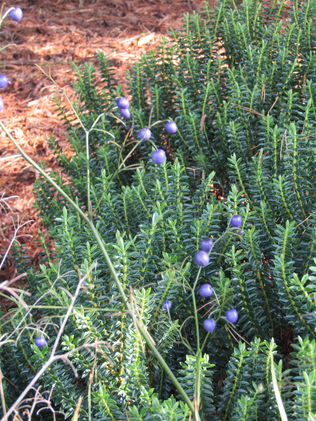 Dianella nigra - PictureThis