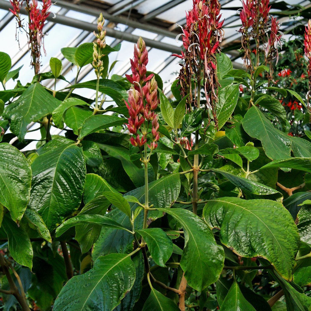 How to Plant and Grow Brazilian red-cloak(Megaskepasma erythrochlamys)