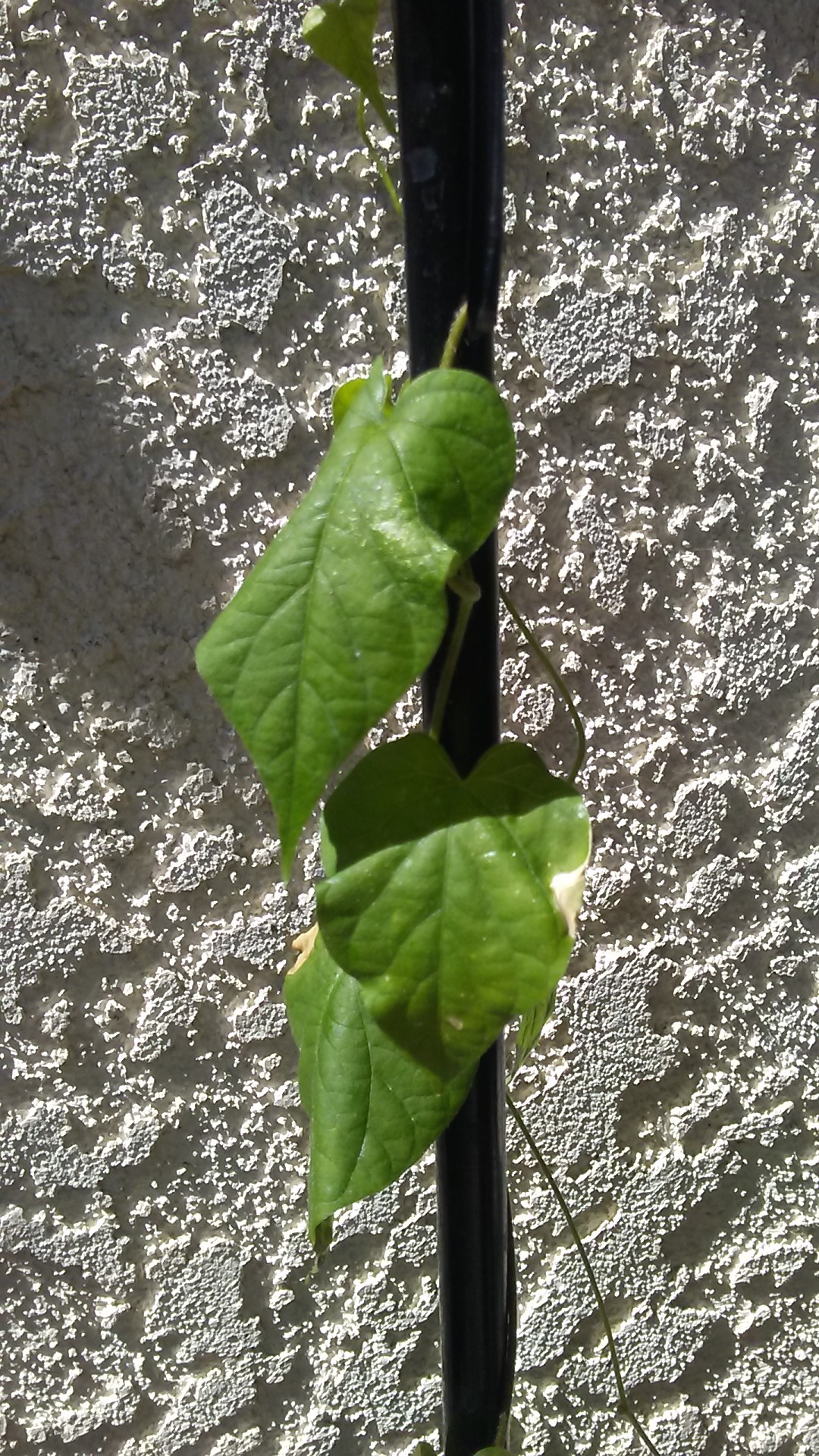 Matelea carolinensis 照顧，種植，繁殖，開花時間 - PictureThis