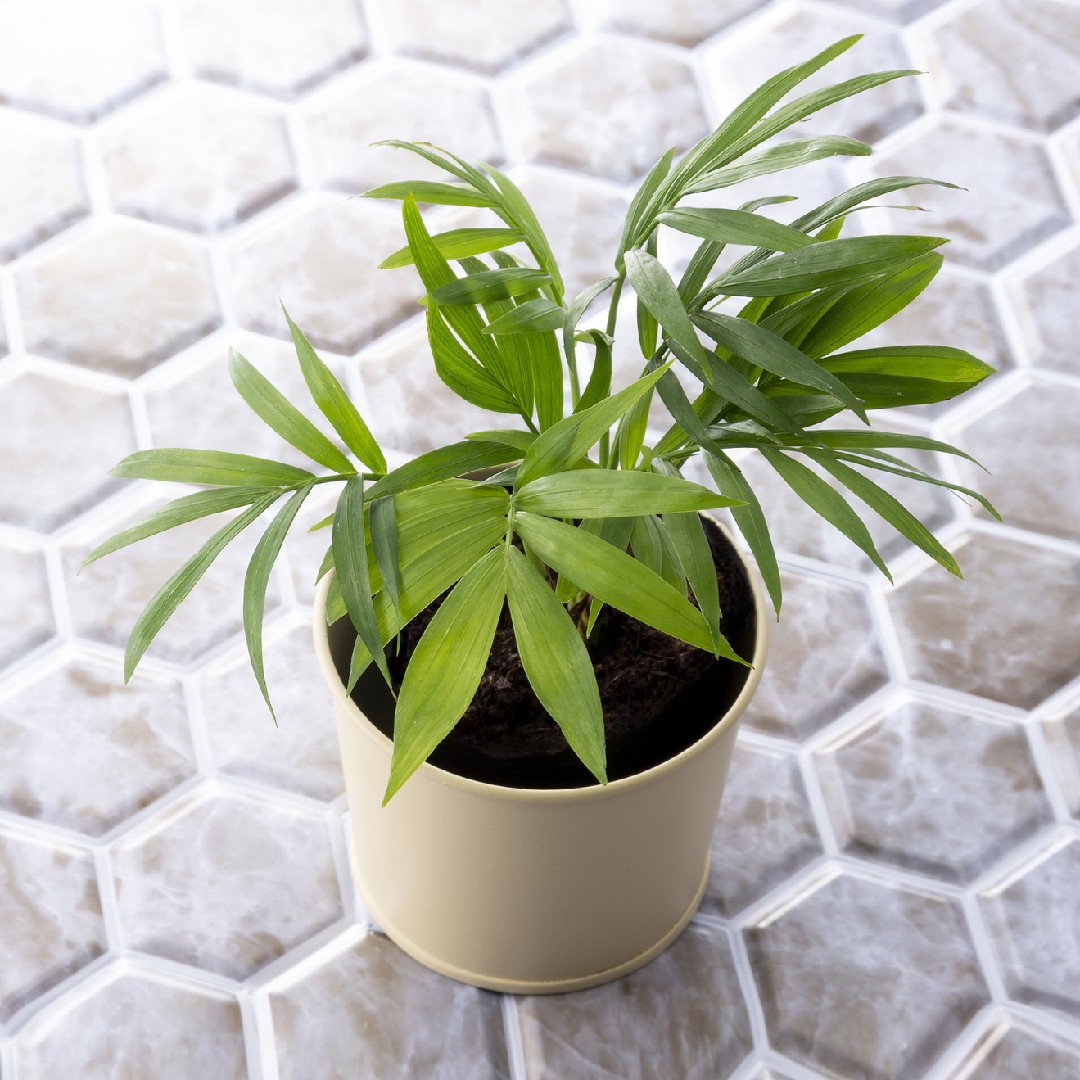 How can I prune my Parlor palm during different seasons? - PictureThis