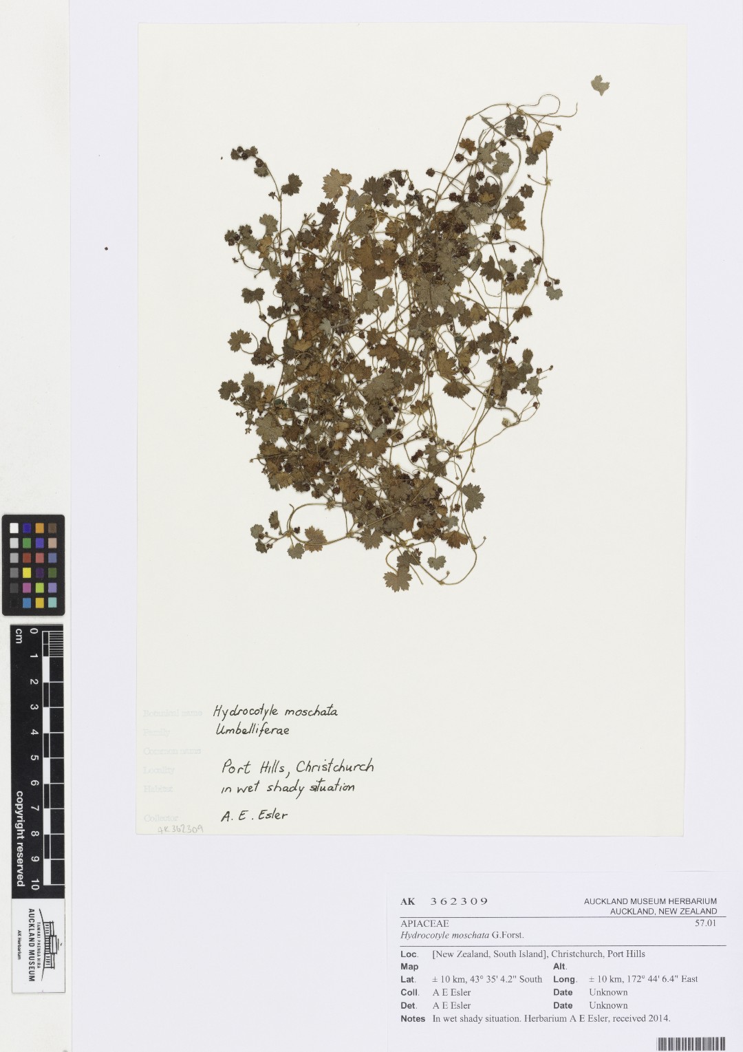 Hydrocotyle moschata - PictureThis