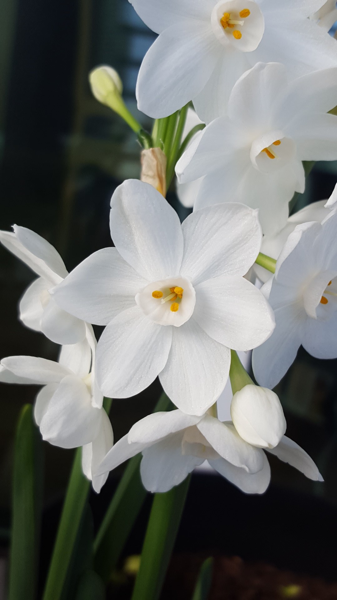 Narcis (Narcissus) - PictureThis