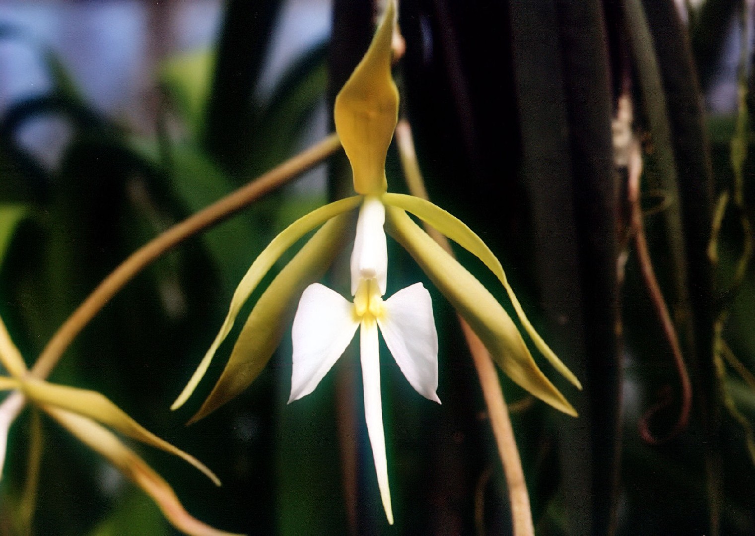 Epidendrum fimbriatum - PictureThis