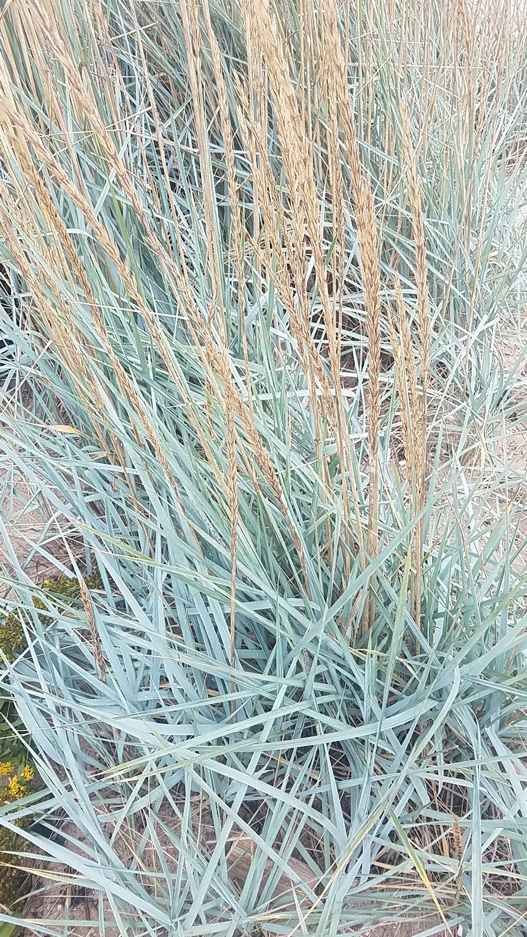 Lyme grass (Leymus arenarius) Flower, Leaf, Care, Uses - PictureThis