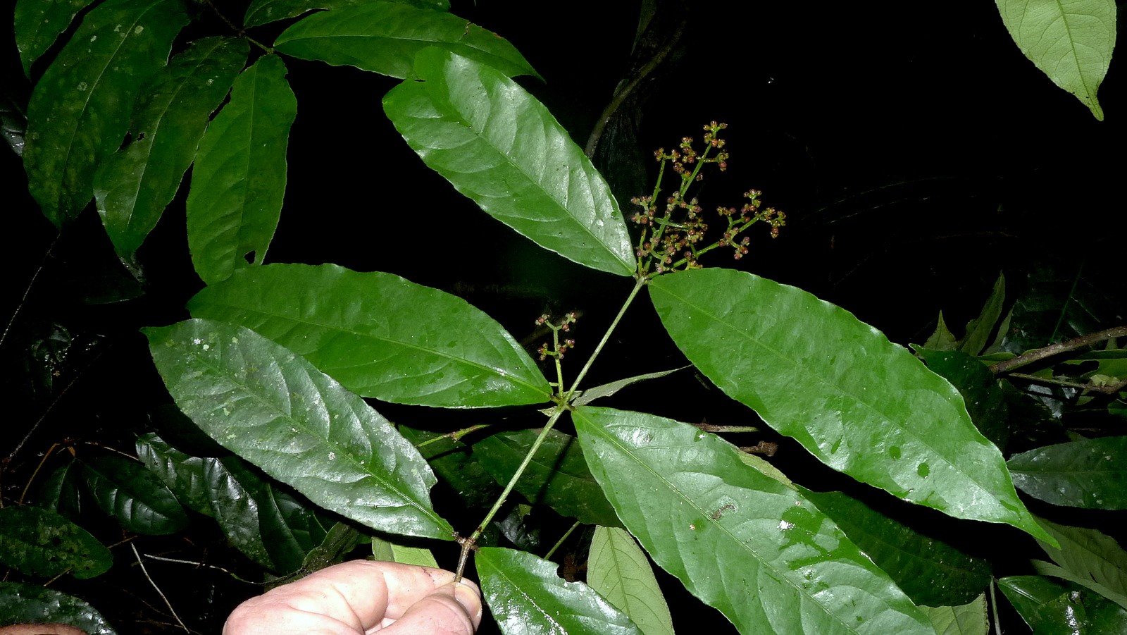 Cheiloclinium cognatum - PictureThis