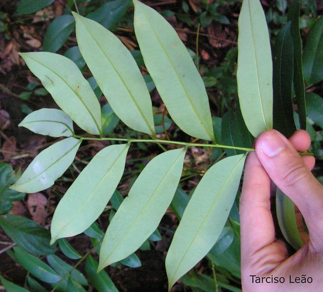 Simarouba amara - PictureThis