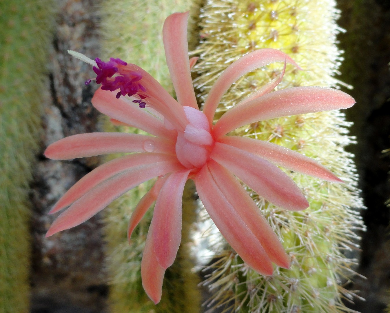 Cleistocactus winteri - PictureThis