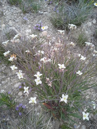 Nerisyrenia linearifolia - PictureThis