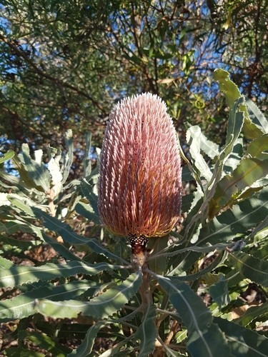 Banksia menziesii - PictureThis