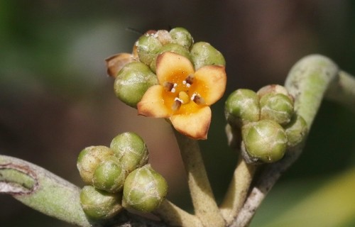 Gray mangrove (Avicennia marina) Flower, Leaf, Care, Uses - PictureThis