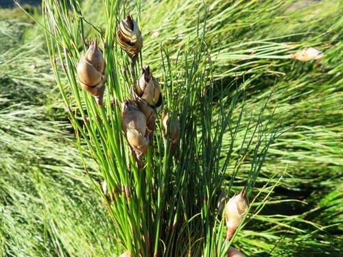 Bell reed Care (Watering, Fertilize, Pruning, Propagation) - PictureThis