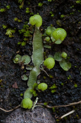 Asterella bolanderi - PictureThis