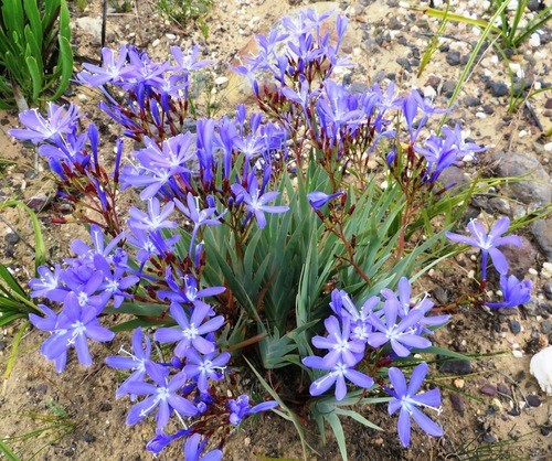 Nivenia stokoei - PictureThis