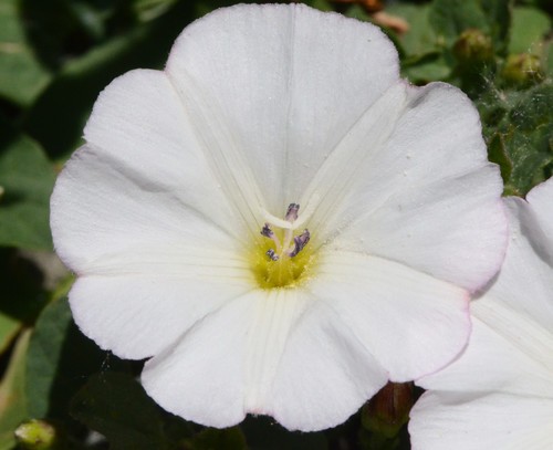 Calystegia subacaulis - PictureThis
