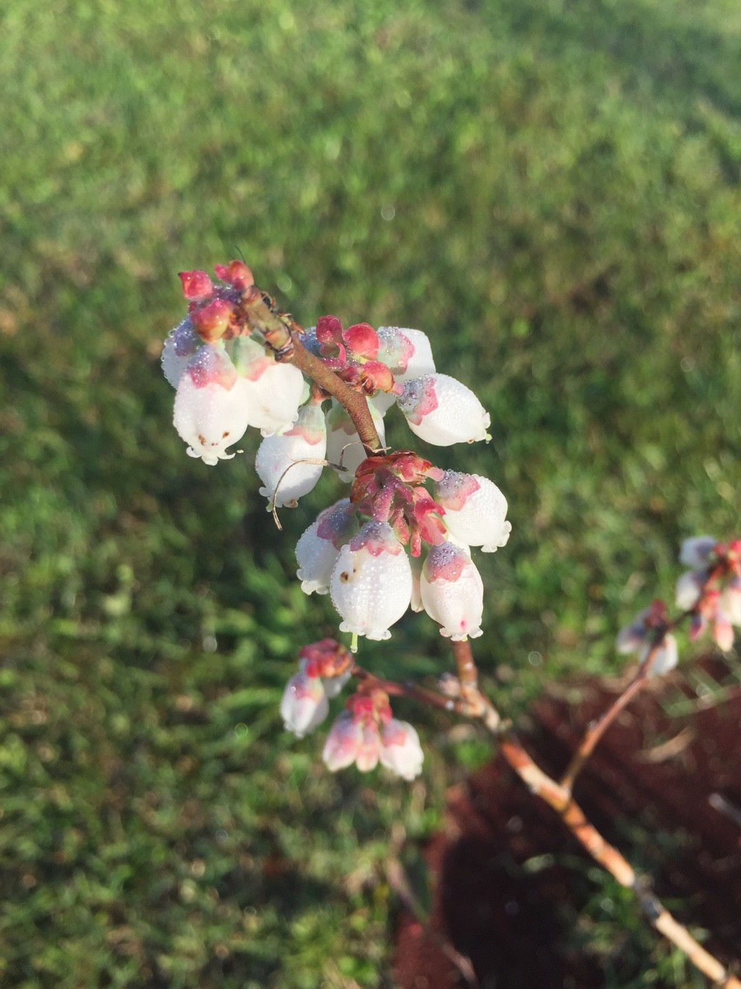 Dwarf huckleberry (Gaylussacia dumosa) Flower, Leaf, Care, Uses ...