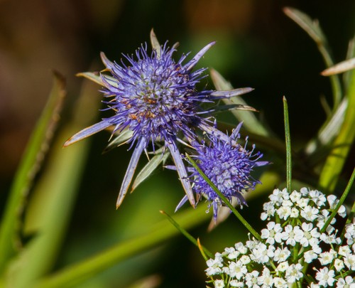 Eryngium integrifolium - PictureThis