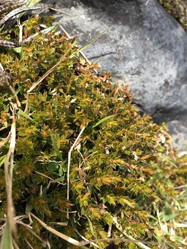 Leucopogon fraseri - PictureThis
