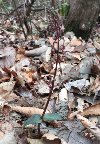 Neottia bifolia - PictureThis