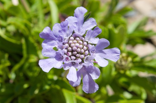 Scabiosa lacerifolia Flower, Leaf, Care, Uses - PictureThis