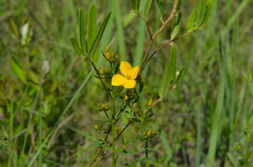 How to identify Yellow meadow-beauty (Rhexia lutea)