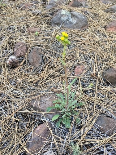 Packera - PictureThis