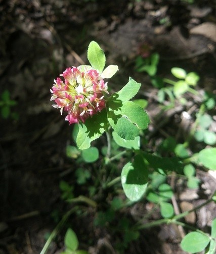 Trifolium reflexum - PictureThis