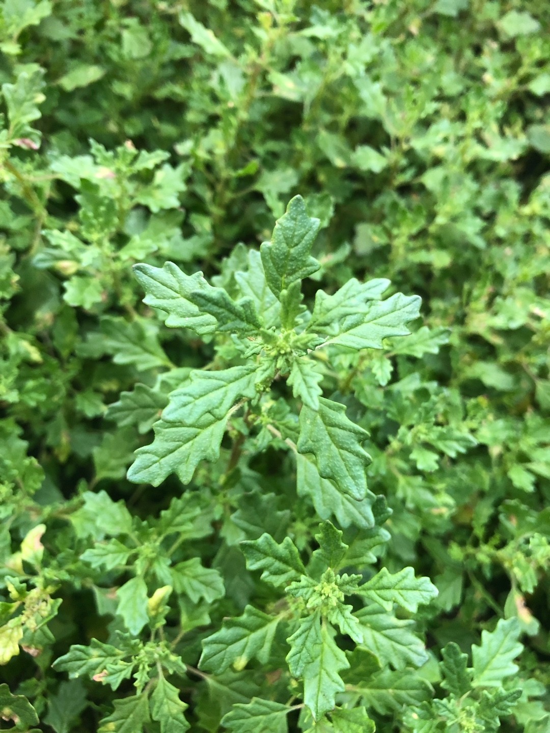 Clammy Goosefoot (Dysphania pumilio) Flower, Leaf, Care, Uses - PictureThis