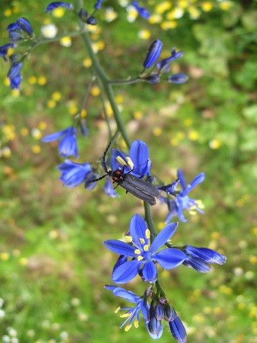 Pasithea caerulea - PictureThis