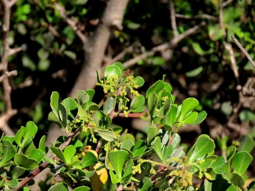 Searsia crenata - PictureThis