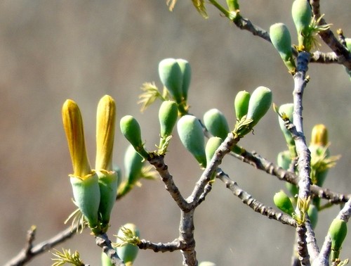 Ceiba acuminata - PictureThis