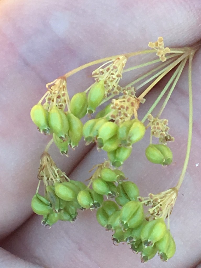 Common yampah (Perideridia gairdneri) Flower, Leaf, Care, Uses ...