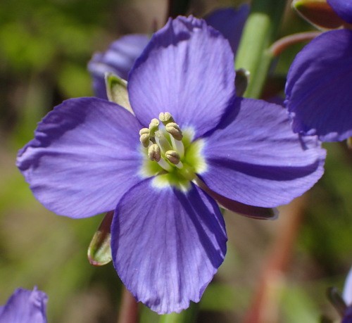 Heliophila - PictureThis