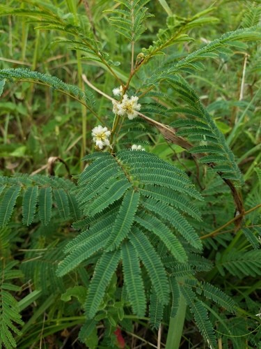 Acaciella angustissima var. texensis Flower, Leaf, Care, Uses - PictureThis