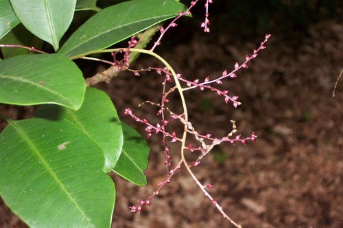 Papala Care (Watering, Fertilize, Pruning, Propagation) - PictureThis