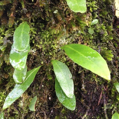 Microgramma nitida 花言葉，毒性，よくある質問 - PictureThis