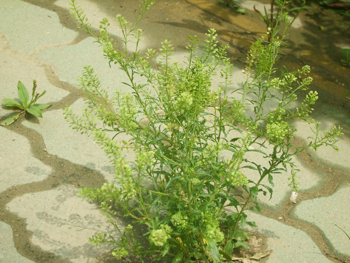 Lepidium apetalum - PictureThis