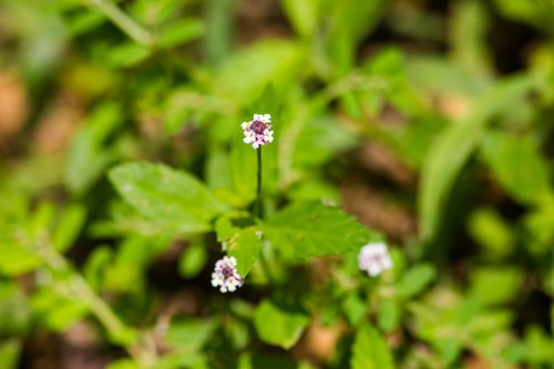 Fruta de sapo (Phyla lanceolata) - PictureThis