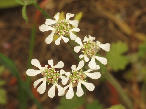 Mediterranean hartwort (Tordylium apulum) Flower, Leaf, Care, Uses ...
