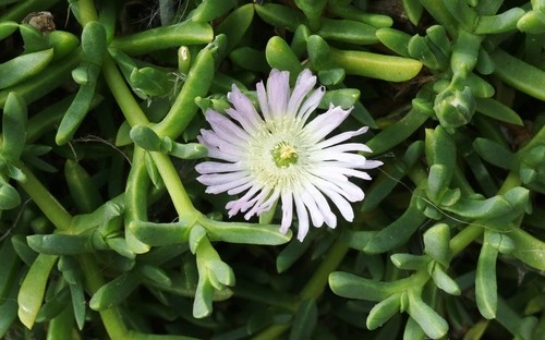 Disphyma australe - PictureThis