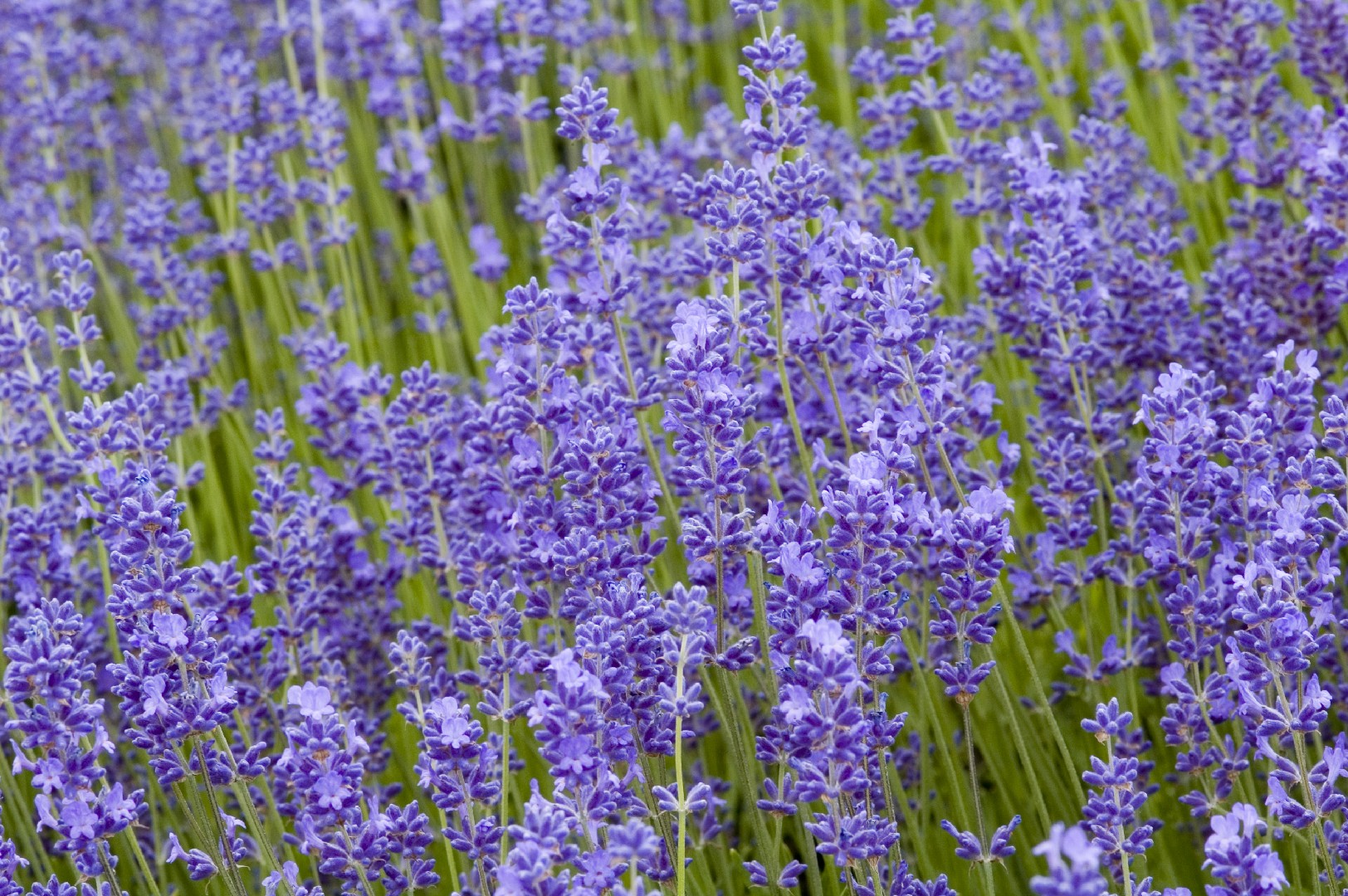 Lavandas (Lavandula) - PictureThis