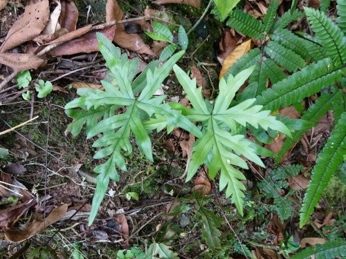 Doryopteris Flower, Leaf, Care, Uses - PictureThis