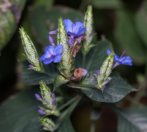 How to Plant and Grow Blue-sage(Eranthemum pulchellum)