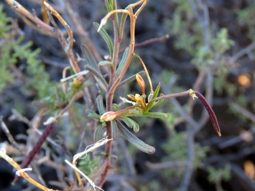 Heliophila suavissima - PictureThis
