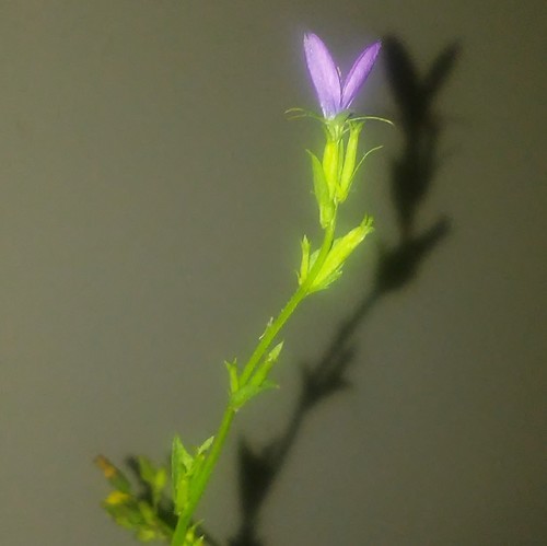 Small venus's looking-glass (Triodanis perfoliata subsp. biflora ...