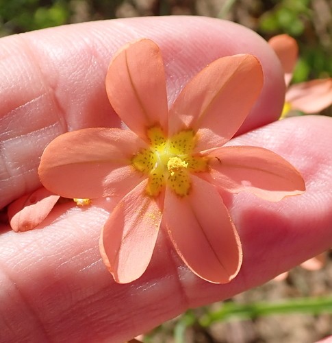 Moraea miniata - PictureThis
